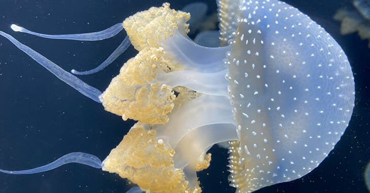 Jellyfish Launcher | Average Joe Weekly